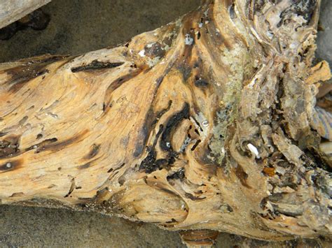 Calvert Cliffs Fossils Swordwhale Walking Illustration Webcomic Stories Photojourneys Videos