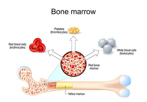 What Is A Bone Marrow Aspirate Concentrate June 2025 Esthetica