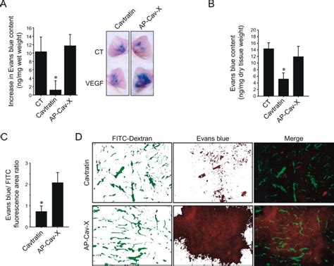 Selective Inhibition Of Tumor Microvascular Permeability By Cavtratin