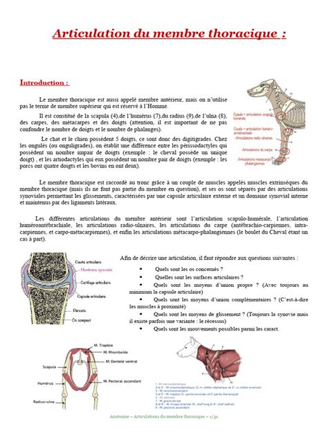 Articulation Du Membre Thoracique Pdf