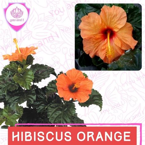 Jual Benih Biji HIBISCUS ORANGE Bunga Kembang Sepatu Shopee Indonesia