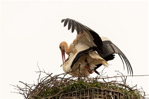 Create Meme Stork White Stork Stork In The Nest Pictures Meme