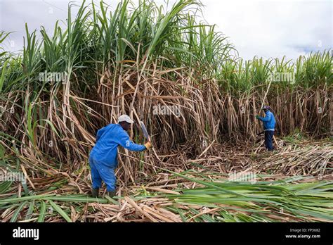 Procedure Of Harvesting Sugarcane At Michael Stover Blog