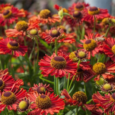 Helenium Ranchera 9cm Garden Ready Plant
