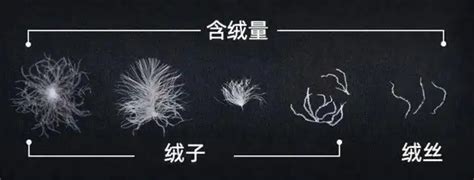 Ogonblick北欧时刻 你的羽绒服真的保暖吗？ 知乎