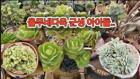 율무네다육 군생 둥근잎비취후리데 황홀한연꽃금 아이보리다크오팔다육사랑 다육식물 Youtube