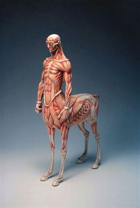Anatomia fantástica - IdeaFixa | 解剖学アート, 彫刻, 動物解剖学