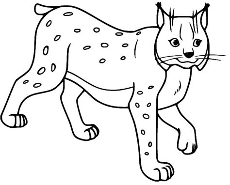 Lynx Coloring Pages Coloringlib