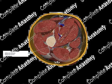 Adductor Brevis Complete Anatomy