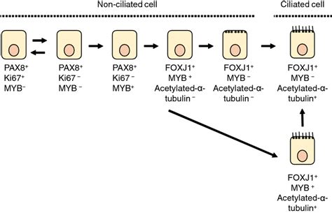 Proposed Model Of Ciliogenesis In The Bovine Oviductal Epithelium This