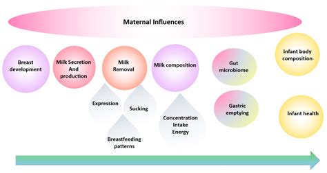 Breast Development Stages