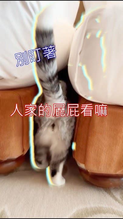 【firecat火火貓】這隻貓不學貓步卻學月球漫步！😼🙀 Youtube