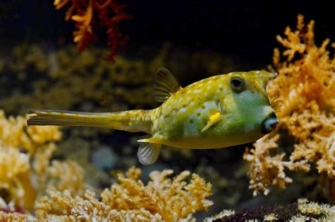 Blowfish Tank Tropical Free Photo On Pixabay