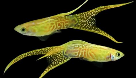 Ikan Guppy Langka Blonde Yellow Lace Si Cantik Eksotis Yang Menggoda