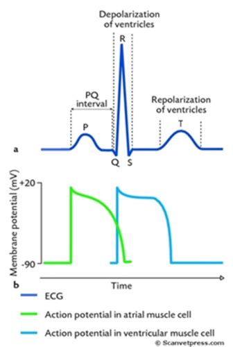 Ecg Flashcards Quizlet