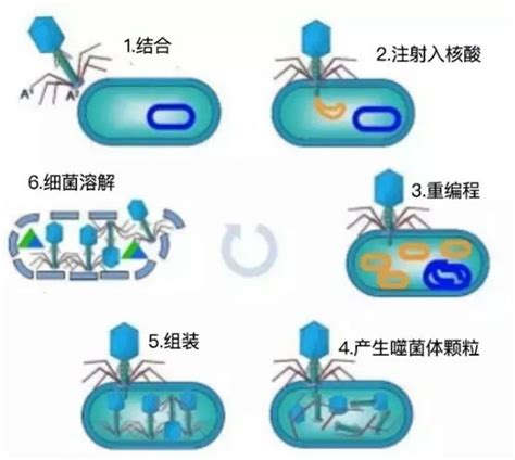 “超级细菌”的超级杀手 凤凰网