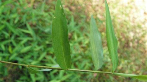 Japanese Stiltgrass Nc State Extension Publications
