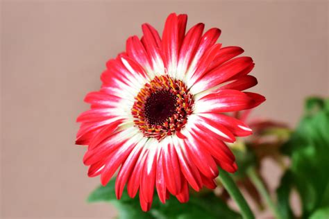 Erdbeeren Aus Samen Ziehen Die Besten Tipps