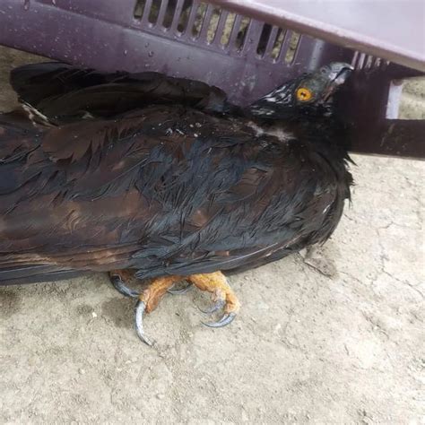 Águila Muere Por Temperaturas Extremas En San Luis Potosí Infobae