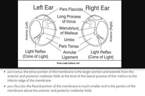 Tympanic Membrane At The Centre Of The Concavity The Deepest Point Is