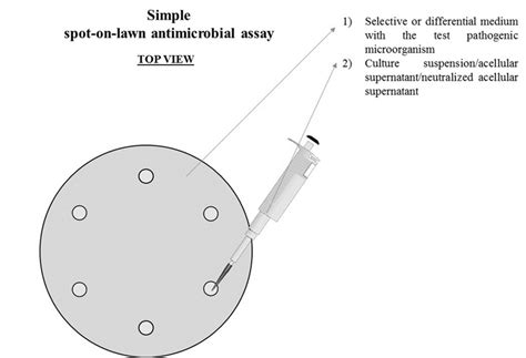 Simple Spot On Lawn Antimicrobial Assay Download Scientific Diagram
