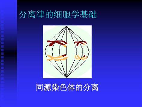 细胞的分化 一 细胞分化概述 一 细胞分化的概念 ppt download