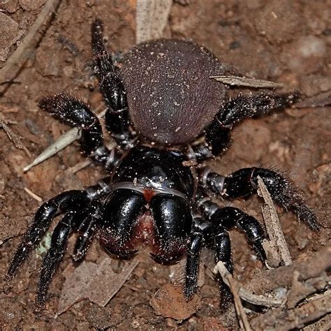 Eastern Mouse Spider Identification In Australia Spider Identifier