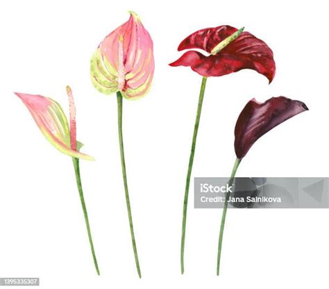 수채화 된 손은 부드러운 식물 여름 Anthurium 꽃과 가지 삽화를 그렸습니다 개체 그룹에 대한 스톡 벡터 아트 및 기타 이미지 개체 그룹 결혼식 결혼식 하객