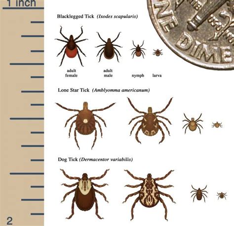Cdc Tick Chart E1507827033893 Age Management Boston