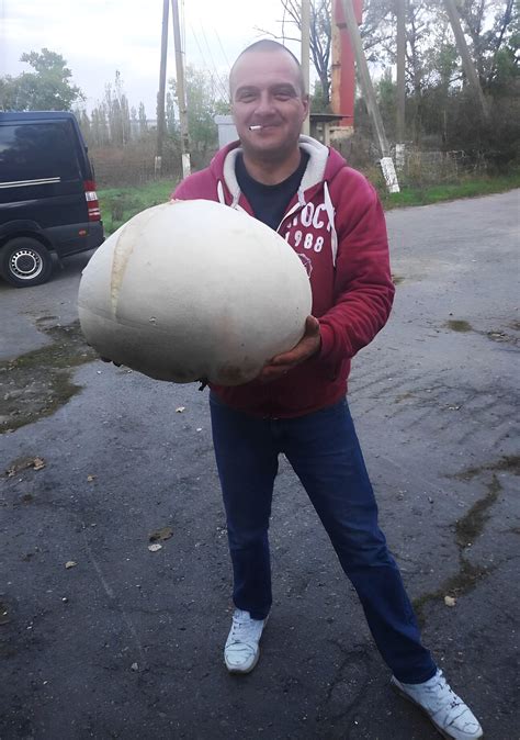 Giant Puffball Mushroom Rbeamazed