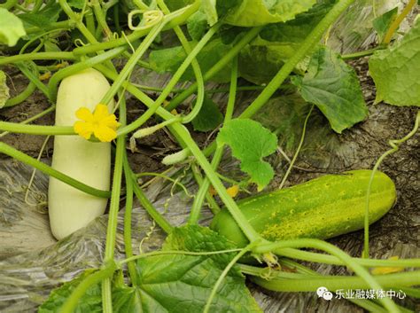 雅长乡：小黄瓜变致富果 托起乡村振兴大梦想乐业县康村种植