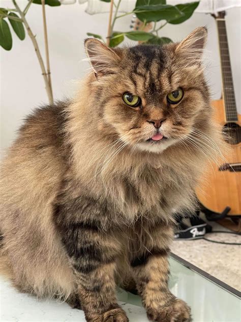 תמונות של חתולים חתולים שמחים