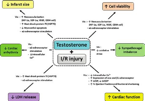 The Potential Roles Of Testosterone Replacement In Cardiac Download Scientific Diagram