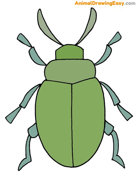 How To Draw A Beetle