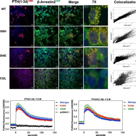 Pth1r Mutations And Impact On Camp Signaling Responses To Pth1‐34 And