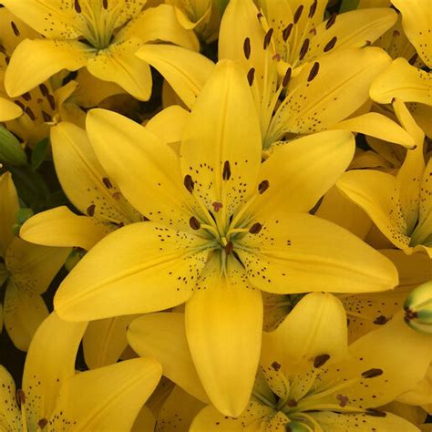 Lilium X Golden Matrix Asiatic Lily Siteone
