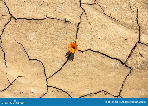 Цветок в пустыне маргаритка района неорошаемого земледелия Стоковое Изображение изображение