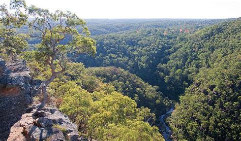 Forrest Gumtree Australia