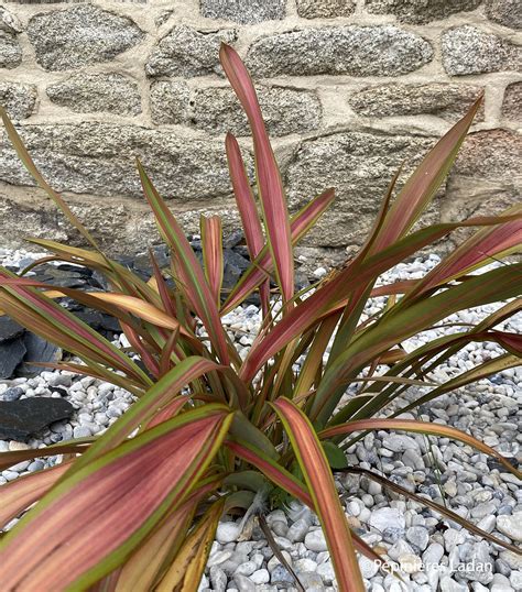Phormium Tenax Lin De Nouvelle Zélande à Lallure Exotique
