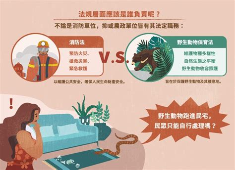 Infographic｜捕蜂捉蛇懶人包 Silversea Design