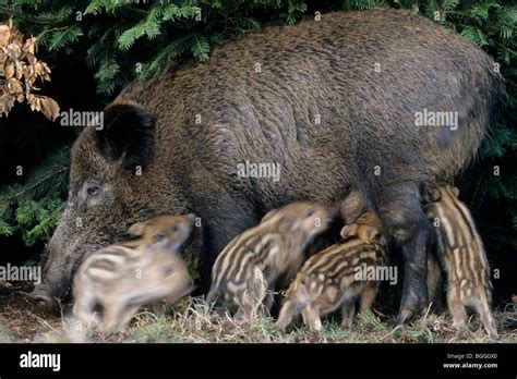 Wild Boar Female Sus Scrofa Suckling Piglets Schleswig Holstein