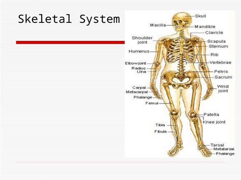 Ppt Skeletal System Purpose Support Framework Protects Vital Organs