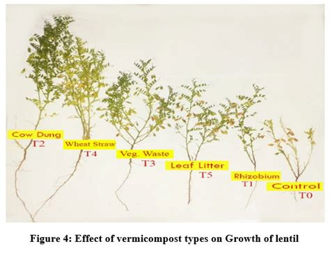 Effect Of Vermicompost Types Along With Rhizobium Inoculation Impact On