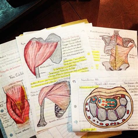 Anatomy Notes Template