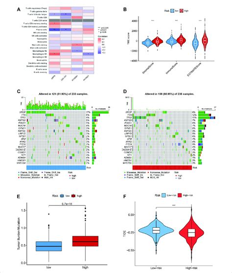 A The Connection Between The Number Of Immune Cells And The 4 Genes