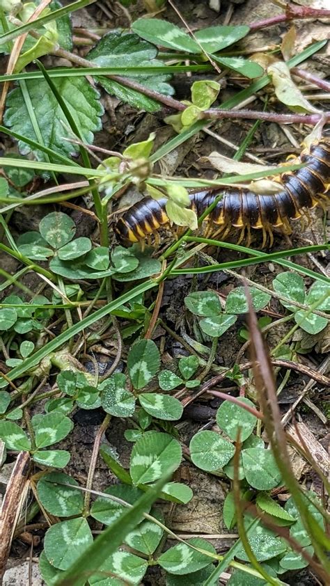 A Close Up Of A Flat Backed Millipede R Entomology