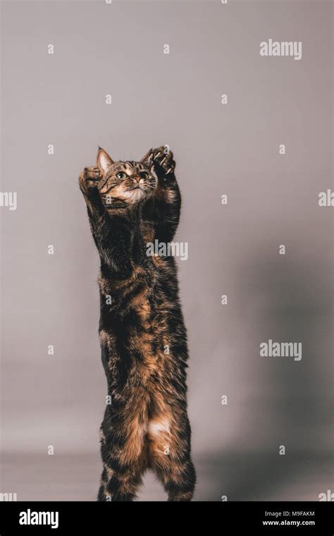 Tabby Cat Against A Seamless Grey Background Jumping And Trying To Grab