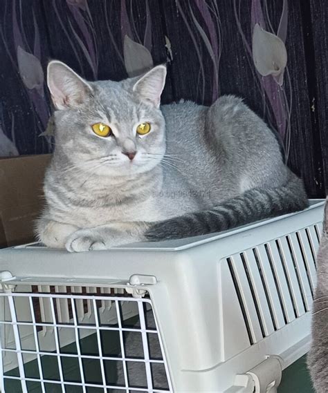 Британска чинчила таби Британска късокосместа 9 месеца Женско Сиво