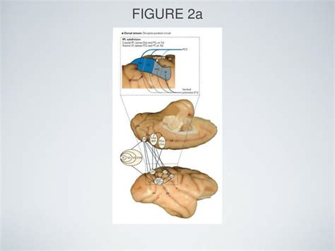Ppt A New Neural Framework For Visuospatial Processing Powerpoint Presentation Id 5442068