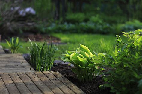 Дачные фото : home_and_garden — LiveJournal